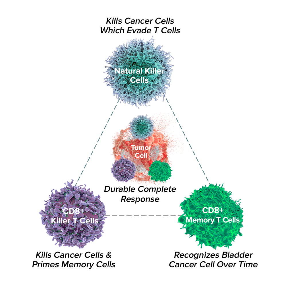 Immunotherapy by ANKTIVA® - Treatment for NMIBC CIS